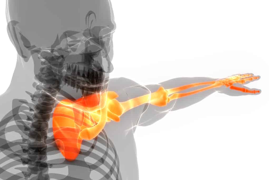 Complex anatomy of the upper limb — Orthopaedic Research UK